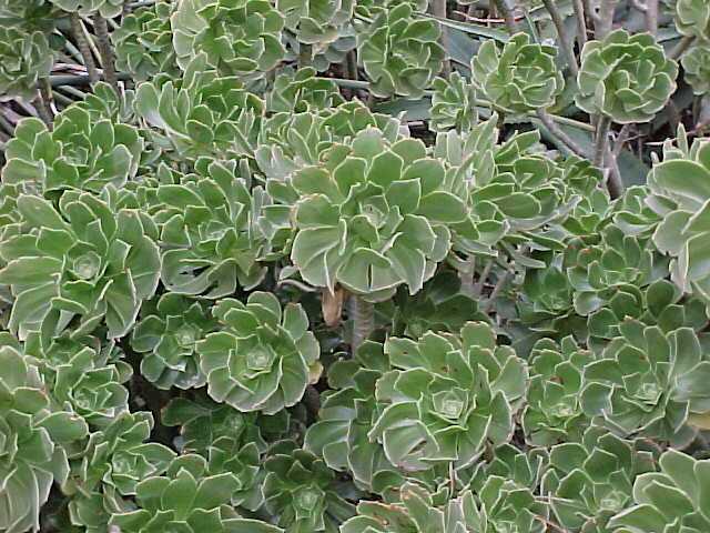Succulents | Emerald, VIC | Emerald Gardens Nursery