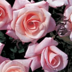 Roses | Emerald, VIC | Emerald Gardens Nursery