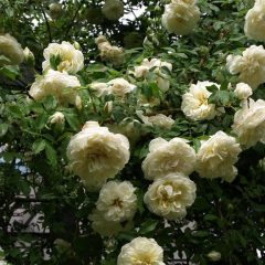 Roses | Emerald, VIC | Emerald Gardens Nursery