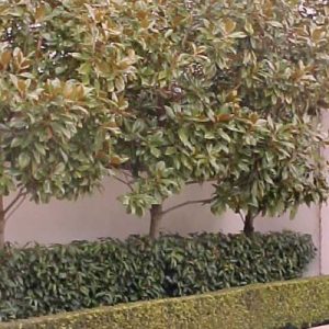 Magnolias & Michelias | Emerald, VIC | Emerald Gardens