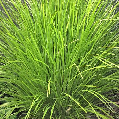 Lomandra 'Lime Tuff'