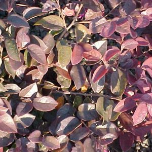 Medium Shrubs | Emerald, VIC | Emerald Gardens Nursery