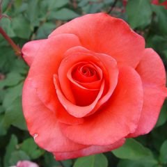 Roses | Emerald, VIC | Emerald Gardens Nursery