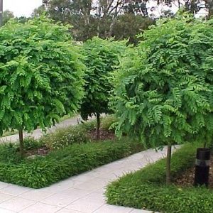 Weeping & Standard Trees | Emerald, VIC | Emerald Gardens
