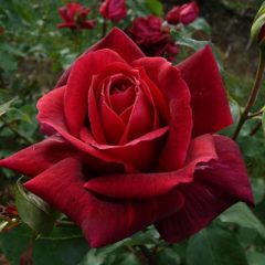 Roses | Emerald, VIC | Emerald Gardens Nursery
