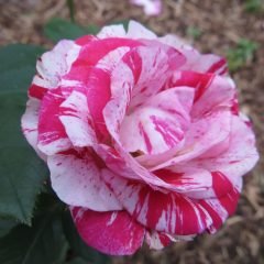 Roses | Emerald, VIC | Emerald Gardens Nursery