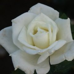 Roses | Emerald, VIC | Emerald Gardens Nursery