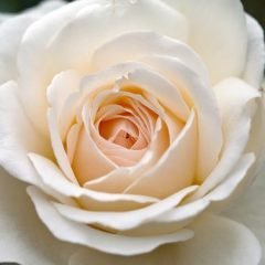 Roses | Emerald, VIC | Emerald Gardens Nursery