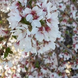 Prunus ‘Falling Snow’ or ‘Snow Fountains’ Weeping Cherry