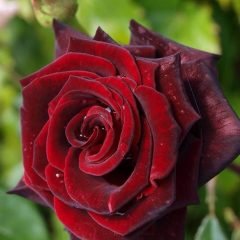 Roses | Emerald, VIC | Emerald Gardens Nursery