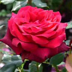 Roses | Emerald, VIC | Emerald Gardens Nursery