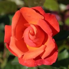 Roses | Emerald, VIC | Emerald Gardens Nursery