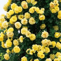 Roses | Emerald, VIC | Emerald Gardens Nursery