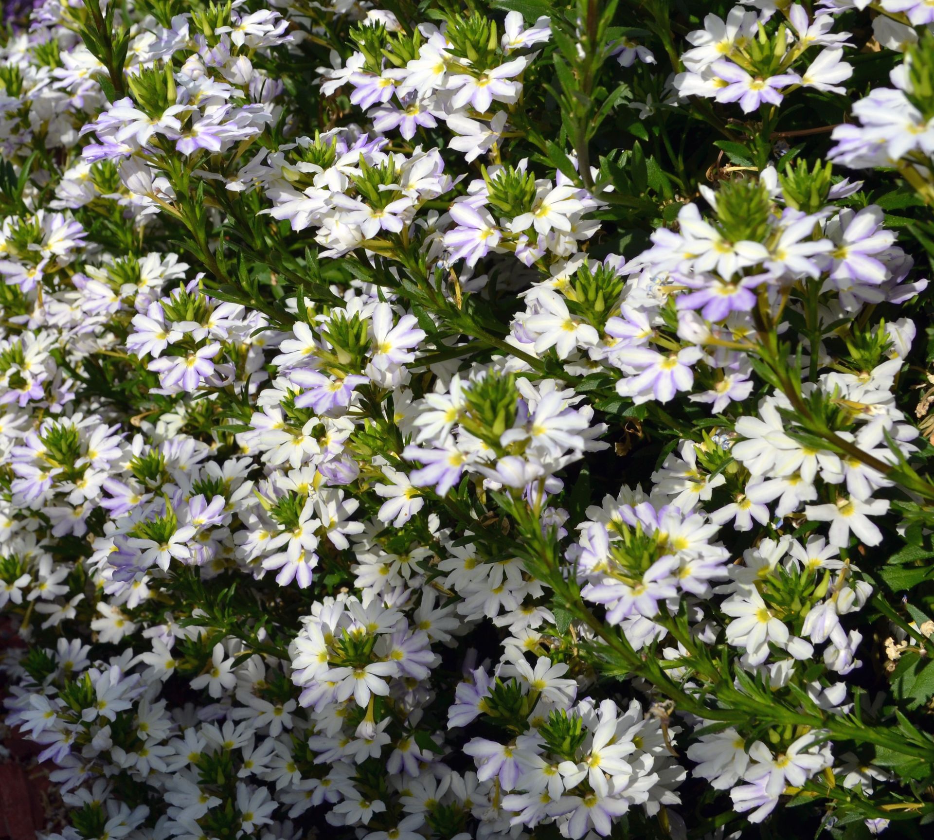 Groundcovers | Emerald, VIC | Emerald Gardens Nursery