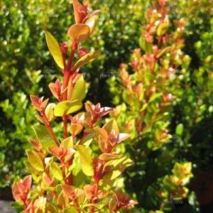 Syzygium ‘Orange Twist’