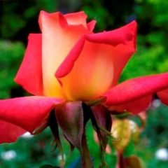 Roses | Emerald, VIC | Emerald Gardens Nursery