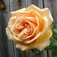 Roses | Emerald, VIC | Emerald Gardens Nursery