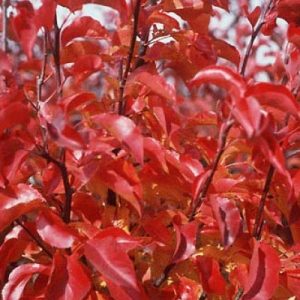 Pyrus ‘Cleveland Select Ornamental Pear’