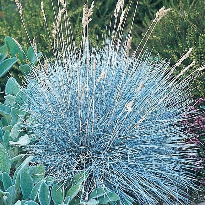 Festuca glauca 'Blue Fescue Grass'