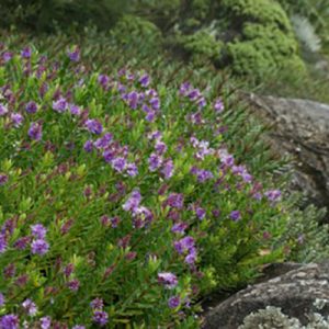 Low Hedges & Borders | Emerald, VIC | Emerald Gardens