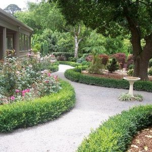 Medium Shrubs | Emerald, VIC | Emerald Gardens Nursery