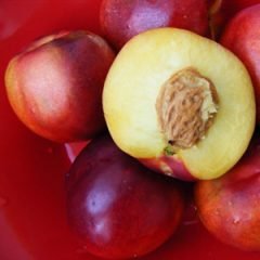 Bare Root | Emerald, VIC | Emerald Gardens Nursery