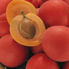 Bare Root | Emerald, VIC | Emerald Gardens Nursery