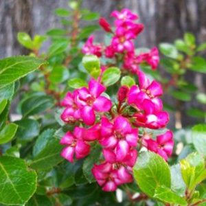 Small Shrubs | Emerald, VIC | Emerald Gardens Nursery