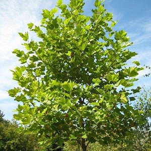 Bare Root | Emerald, VIC | Emerald Gardens Nursery