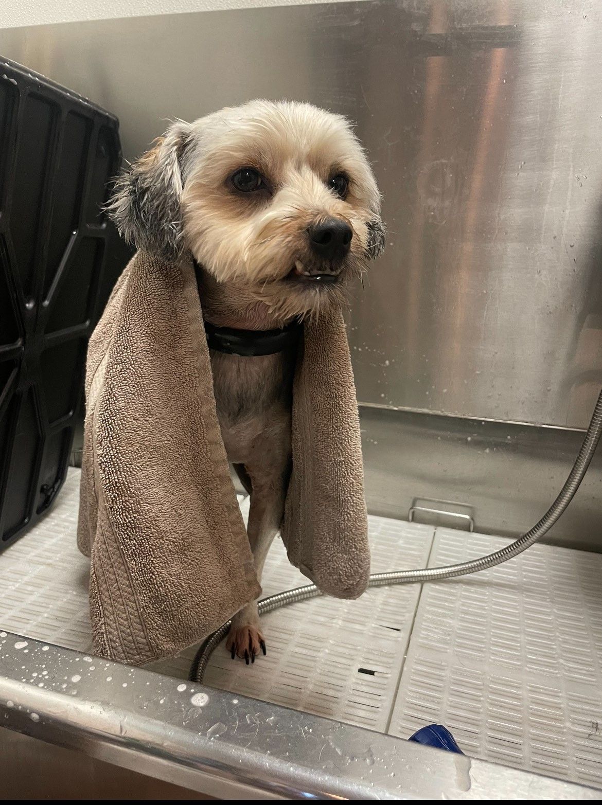 Pet Spa Service | Roseville, CA | Backyard Pet Spa & Boutique