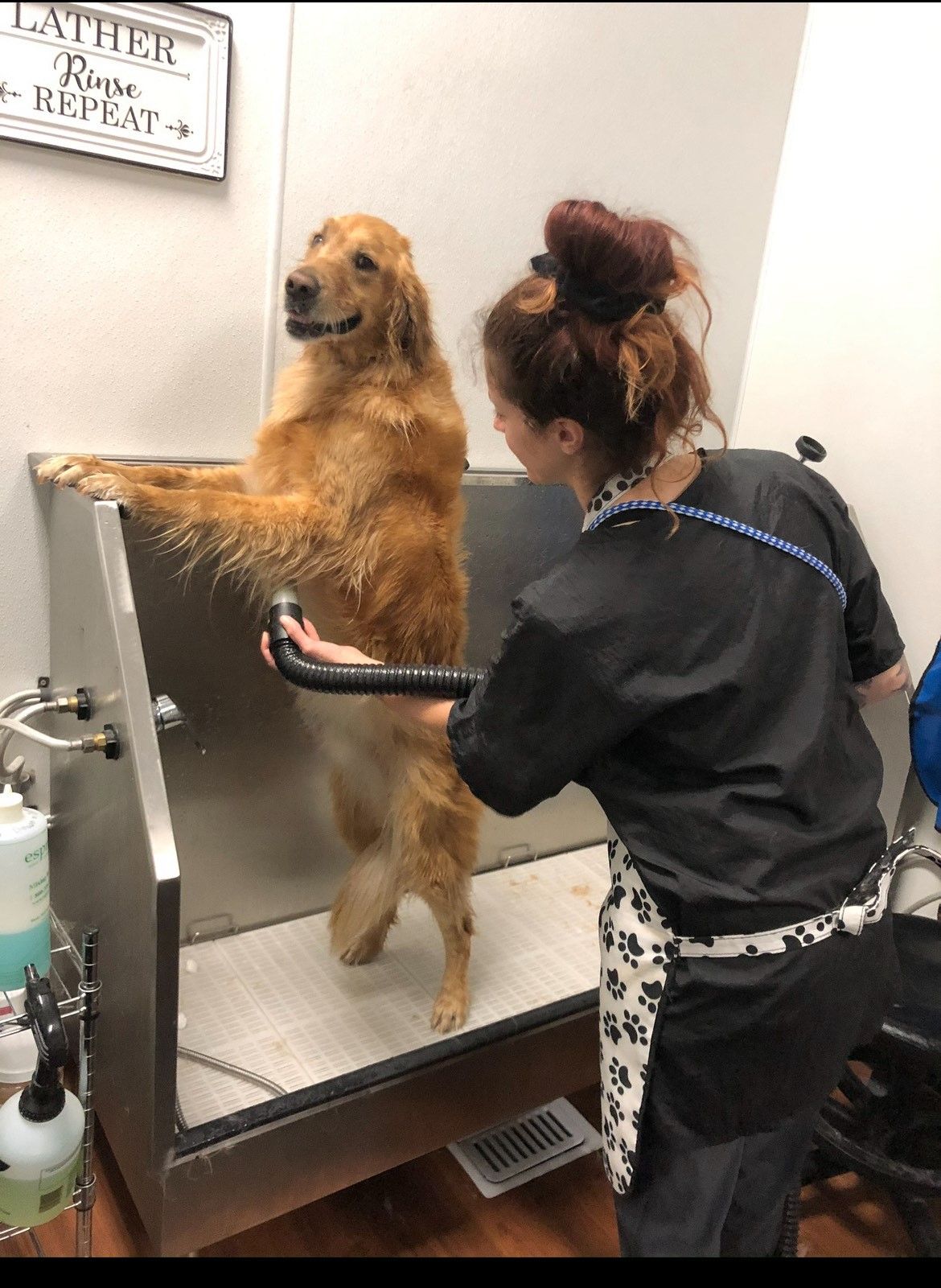 Pet Spa Service | Roseville, CA | Backyard Pet Spa & Boutique