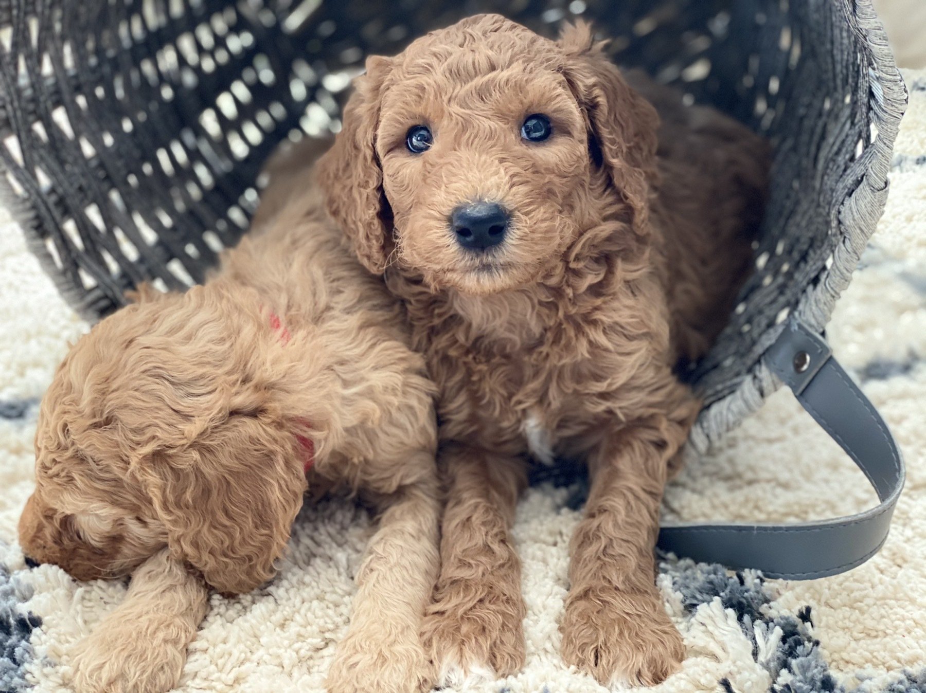 Brandi’s Southern Doodles & Poodles: Louisiana Goldendoodles
