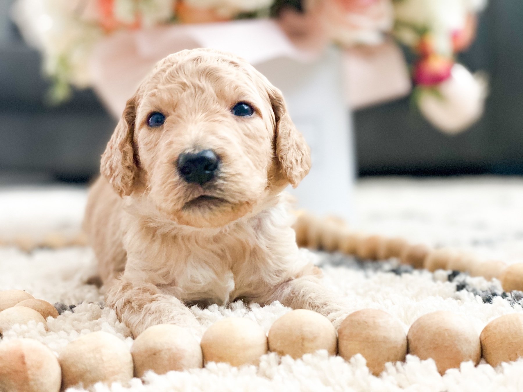 Brandi’s Southern Doodles & Poodles: Louisiana Goldendoodles