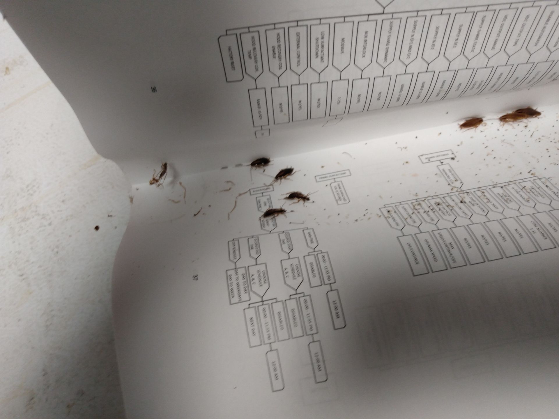 Pest Control Richmond VA H L Cooper | Local