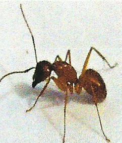 Exterminating Richmond VA | H L Cooper Pest Control