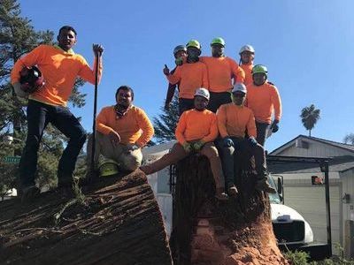 Residential Tree Services in Sacramento & Bay Area