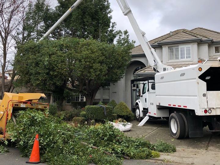 Residential Tree Services in Sacramento & Bay Area