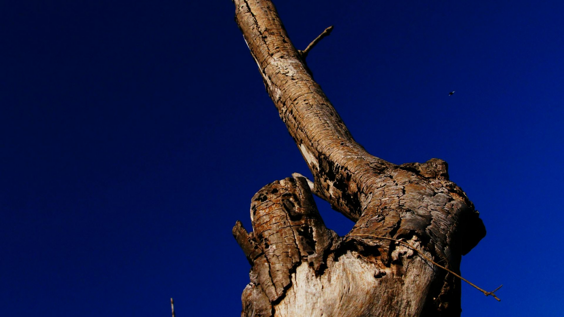 General Signs of Tree Disease that an Arborist Should Evaluate