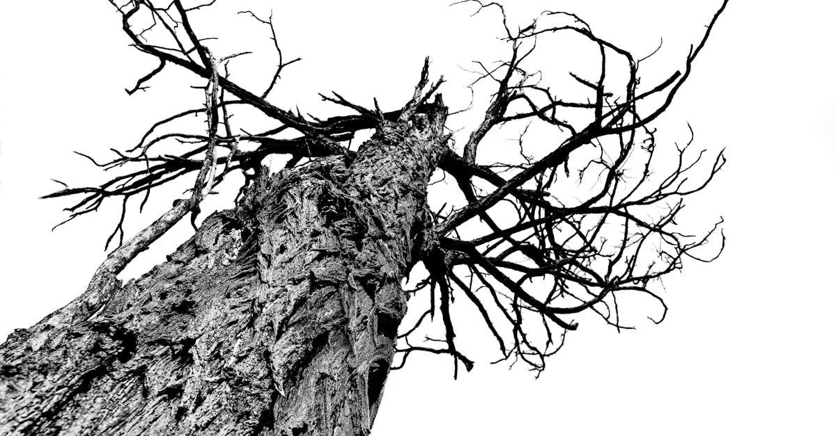 Why It’s Important to Promptly Remove Dead Trees from Your Yard