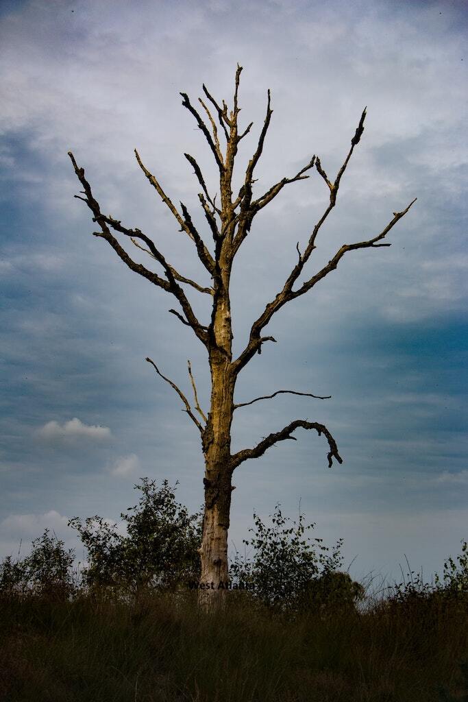 5 Signs of a Dead Tree on Your Property