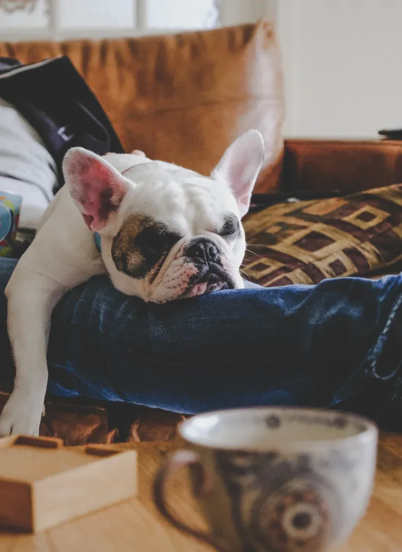 Pet Friendly Apartments in North Atlanta, GA | Marq Perimeter