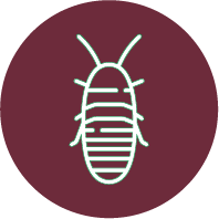 Eco-Friendly Pest Control Tri-Cities | Proterra Pest Control