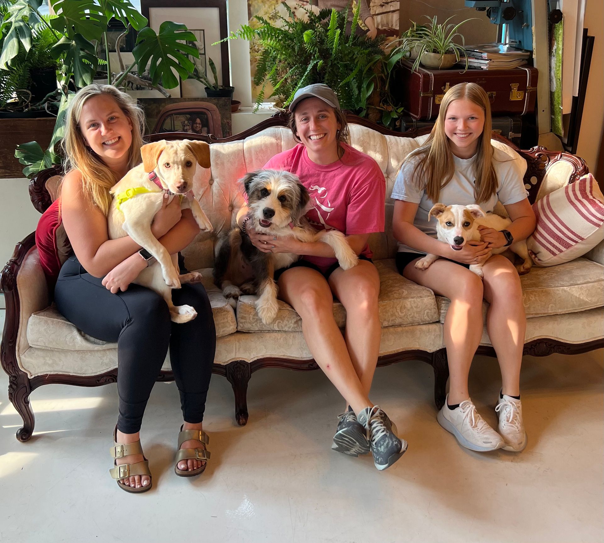 Local Group Dog Training Classes | St. Louis, MO | PetImpact!