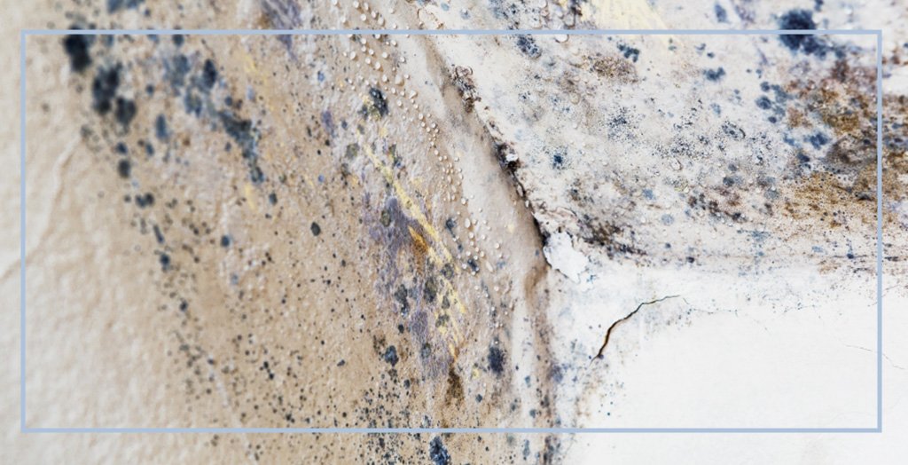 Mold Removal - Tanque Verde, AZ | Pure Maintenance of Tucson