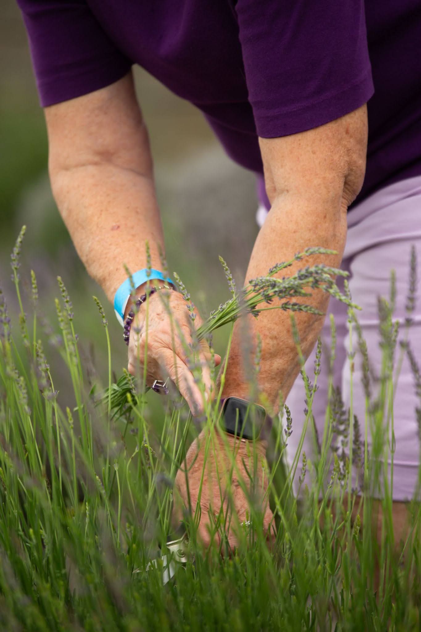 Lavender Season in Kentucky: Experience the Castle in Bloom