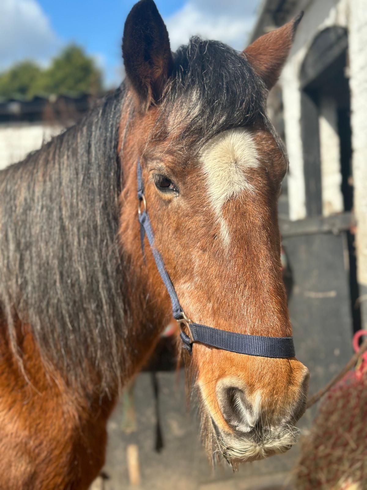 Full and DIY livery services | Sandwell Valley Riding