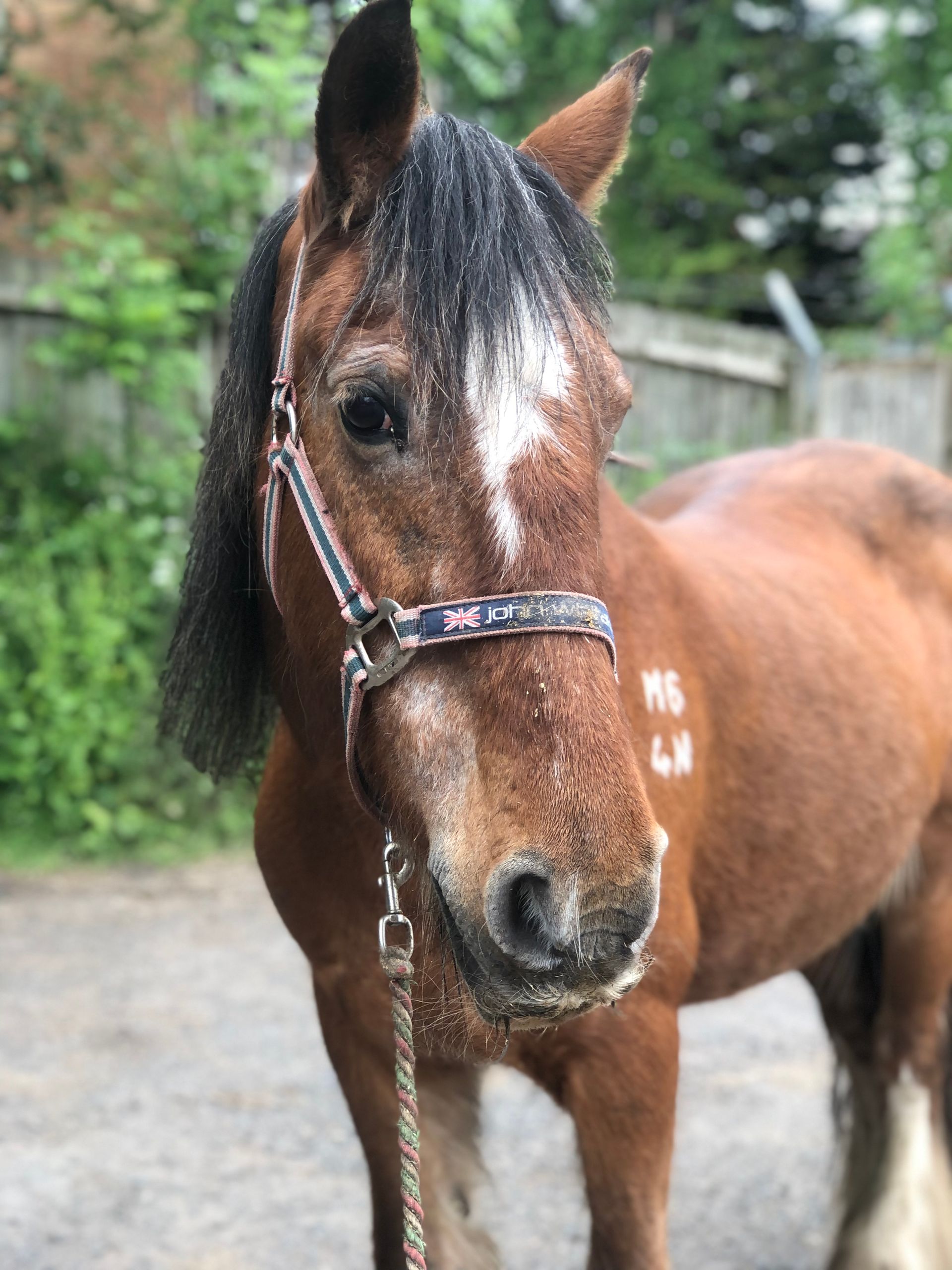 Full and DIY livery services | Sandwell Valley Riding