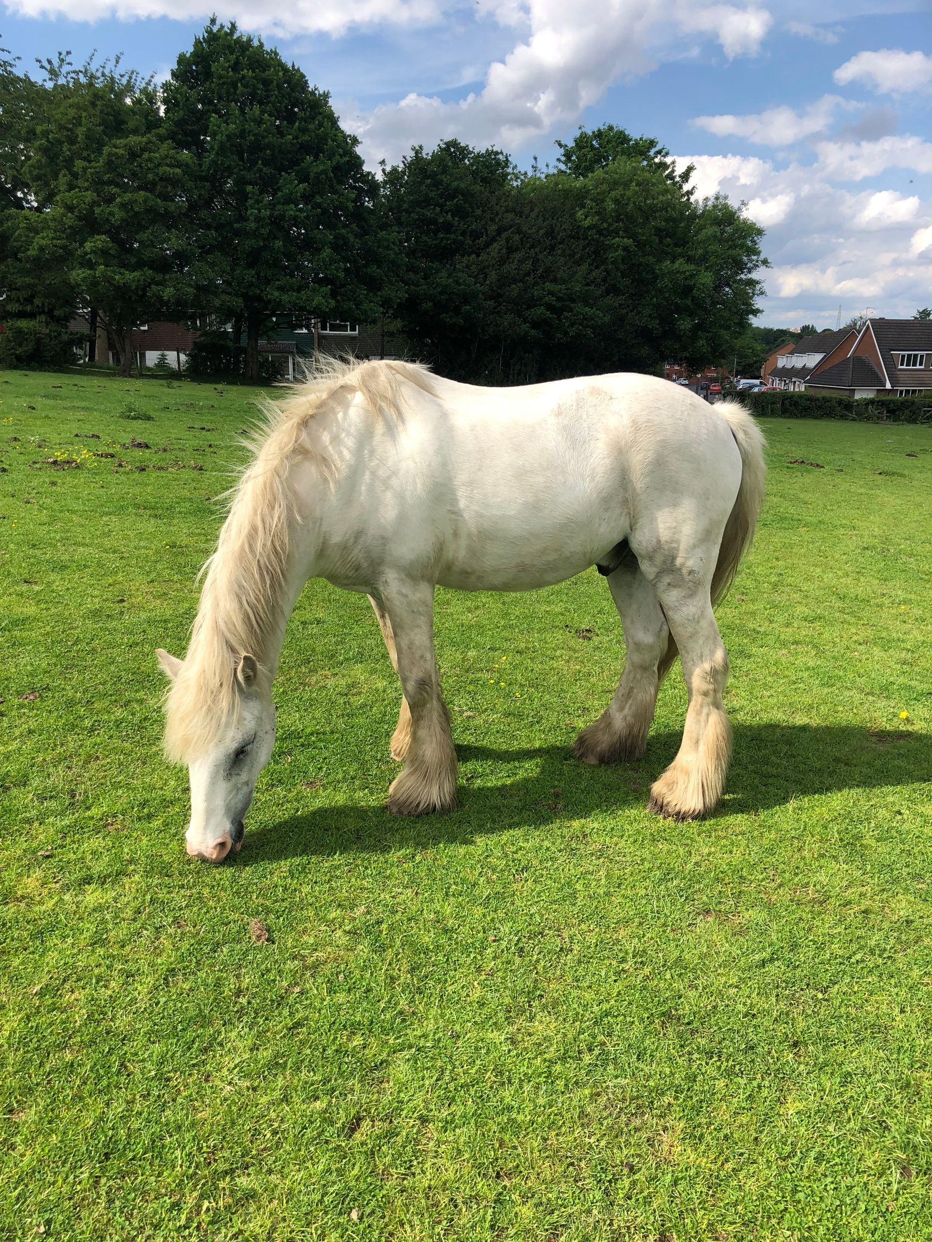 Full and DIY livery services | Sandwell Valley Riding