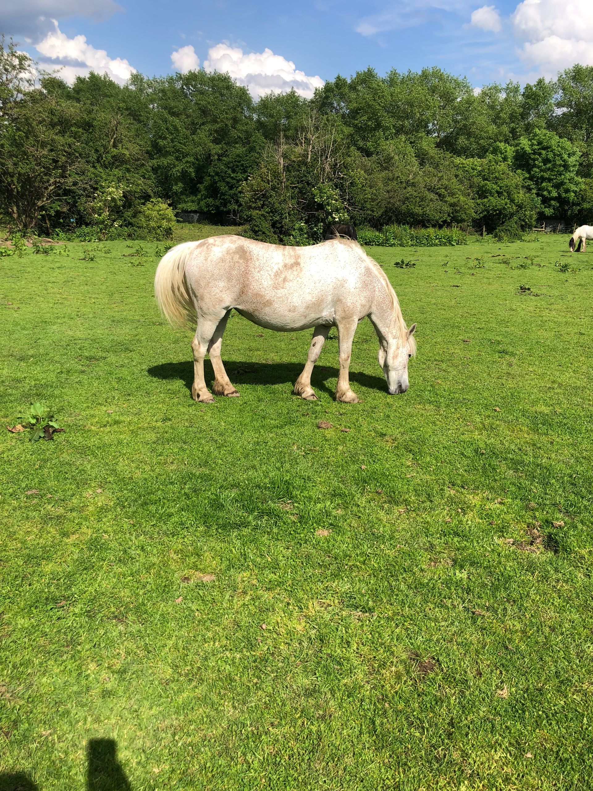 Full and DIY livery services | Sandwell Valley Riding