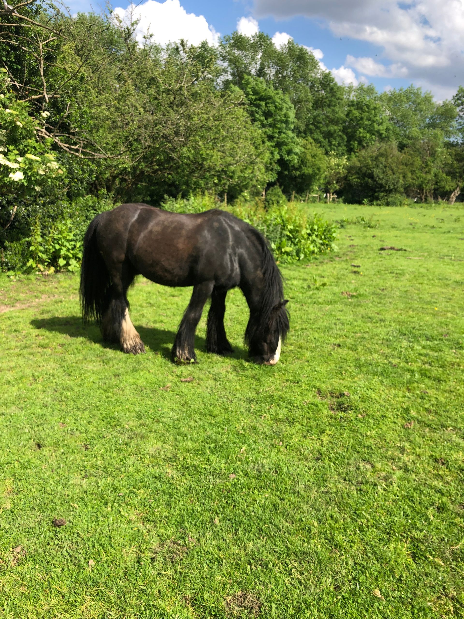 Full and DIY livery services | Sandwell Valley Riding